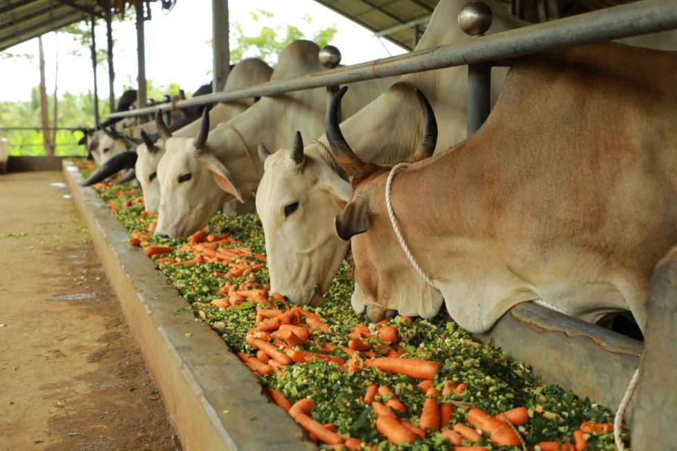 Dakshin Vrindavan Trust | Cow protection is not just a charity but a ...